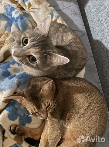 Кошечки в добрые руки