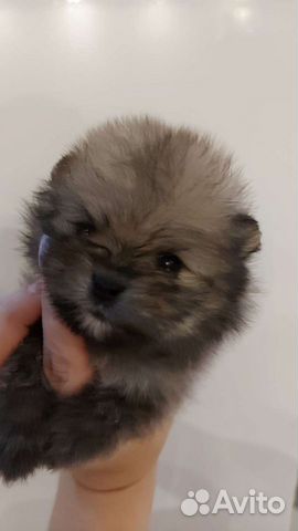 Щенки померанского шпица