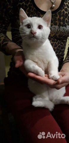 Мать сиамская кошка