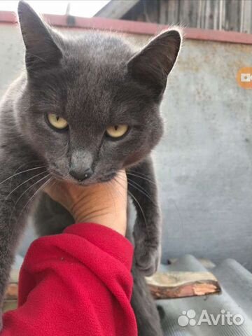 Русская голубая кошка