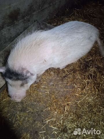 Вьетнамский вислобрюхий хряк