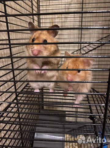 Сирийский хомяк бесплатно