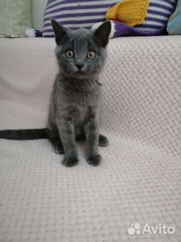 Котенок бесплатно