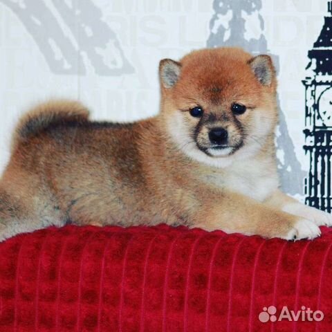 Щенки сиба шиба ину