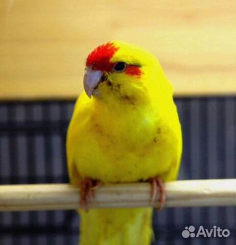 Попугай Какарик