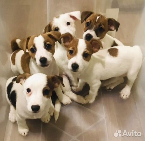 Джек Рассел терьер.Девочки