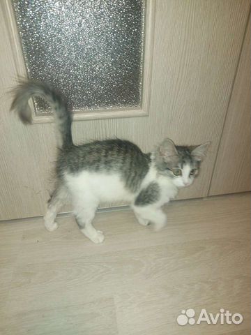 Отдам котенка в добрые руки