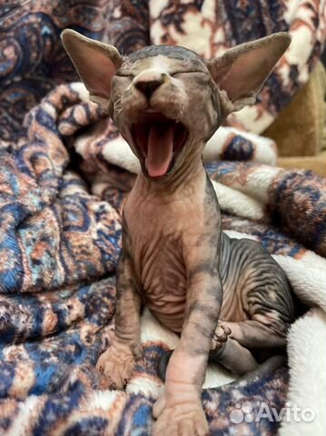 Канадский сфинкс котенок