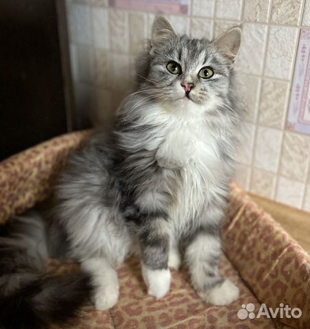 Сибирский котик редкой красоты