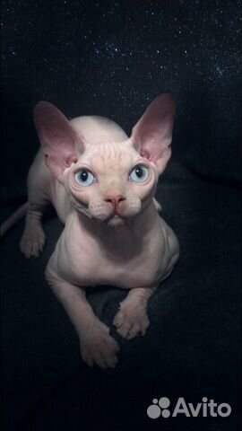 Котята канадского сфинкса