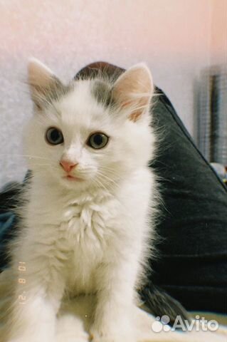 Мотя ищет дом