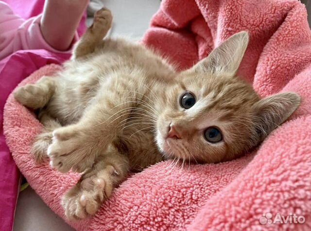 Рыженький котомальчик ищет дом