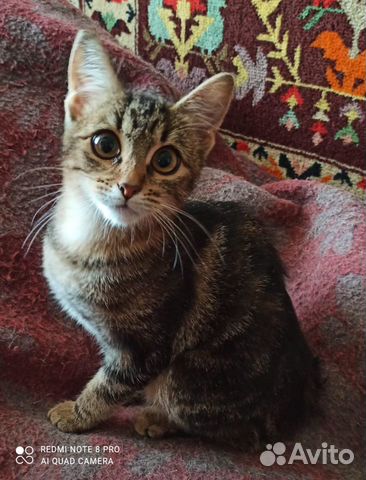 Кошка