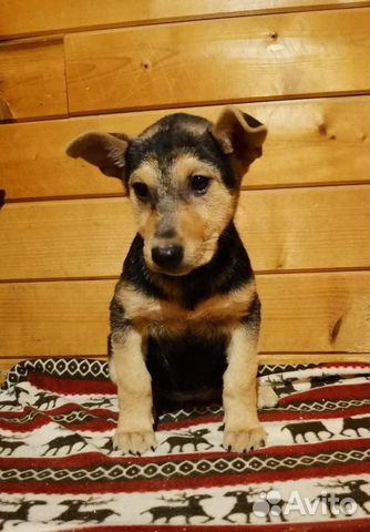 Ушастые симпотяги - девочка и мальчик - ищут хозяе