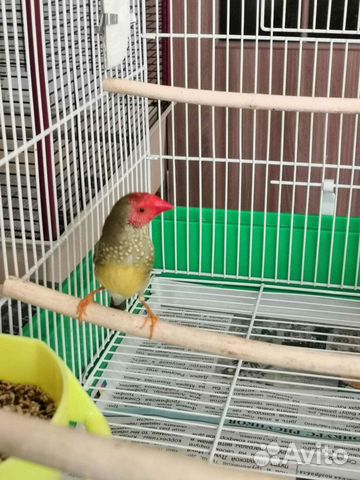 Тросниковый астрильд