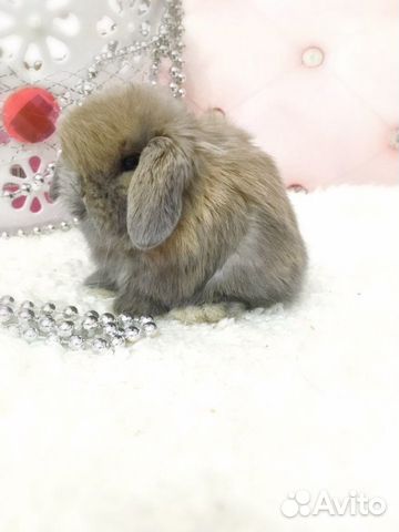 Кролик карликовый чп Мини Лоп