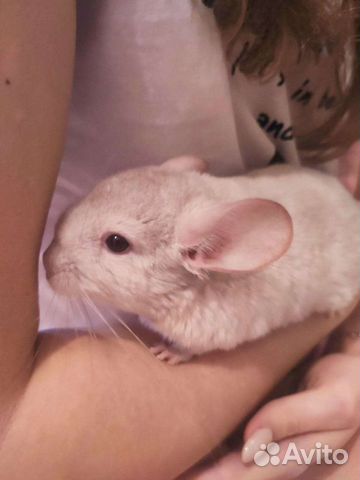 Шиншилла, шиншиллёнок девочка 2 месяца