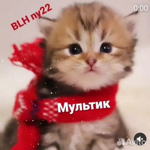 Длинношерстный британский мальчик, мрамор ny22