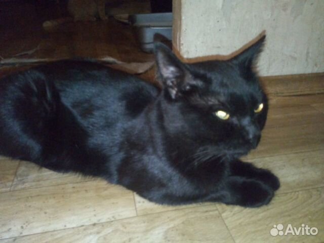 Черный кот