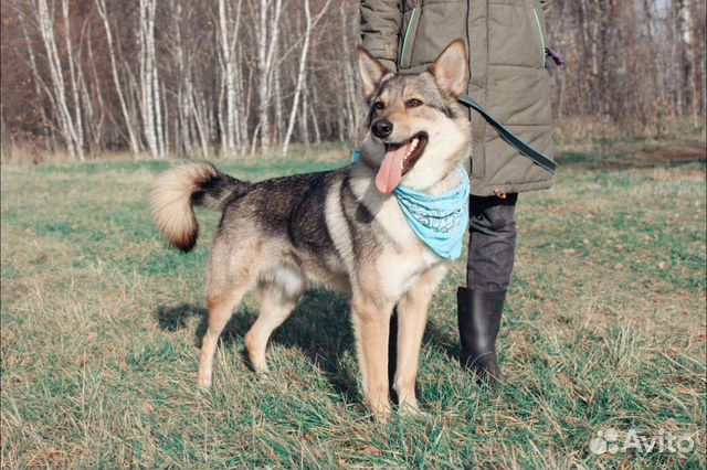 Красивый, активный, резвый, молодой пёс