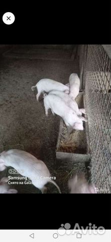 Свиноматки и хряк и гуси