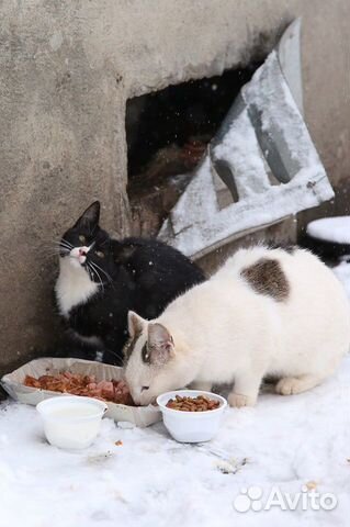 Котенок