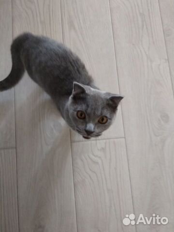 Котенка. Отдам в хорошие руки