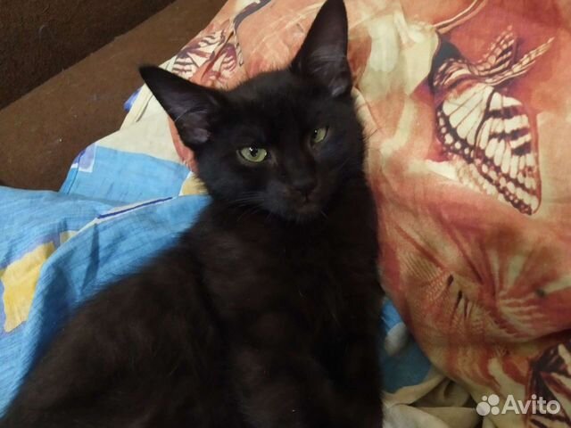 Котёнок мальчик 4 месяца