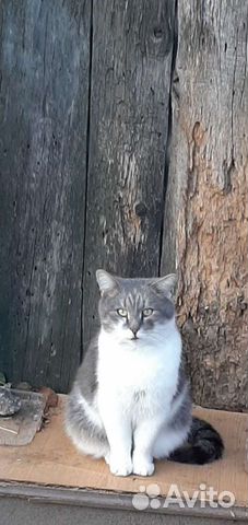 Кот