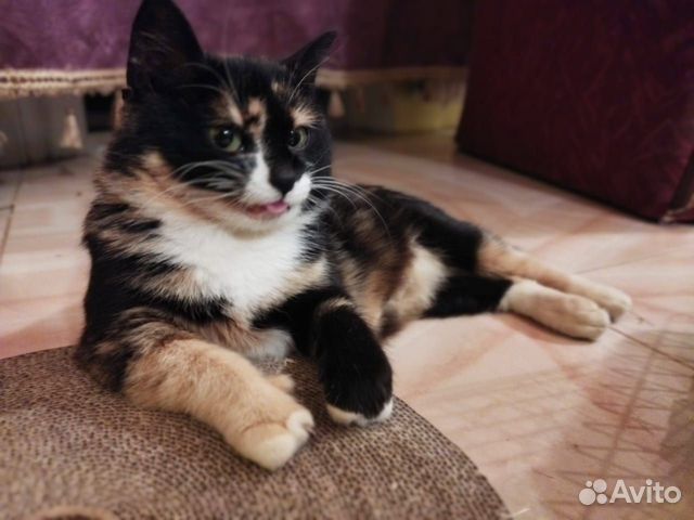 Кошечка в добрые руки