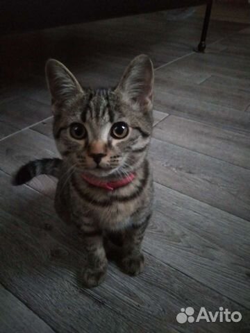 Кошки бесплатно