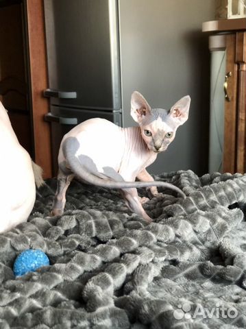 Канадский сфинкс