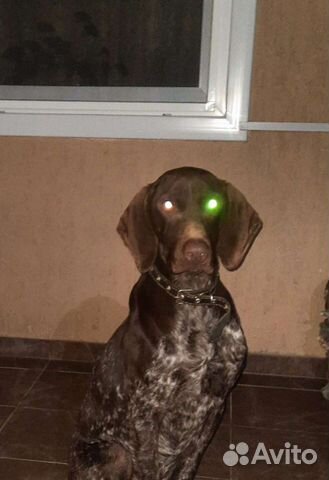 Курцхаар вязка