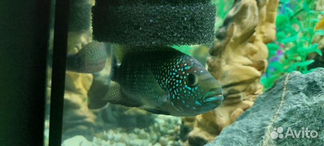 Цихлазома восьмиполосая