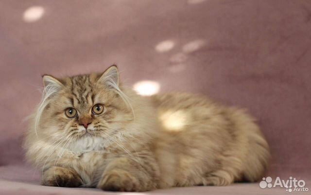 Клубный британский котик драгоценного окраса