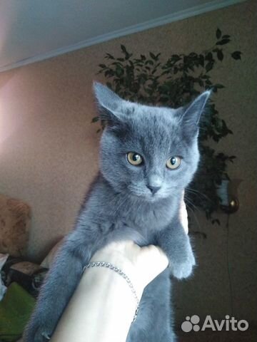 Котенок в добрые руки