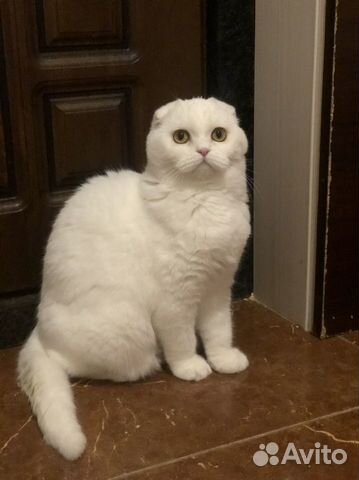 Шотландские вислоухие котята