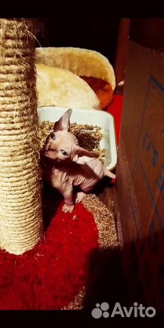 Канадский сфинкс котята