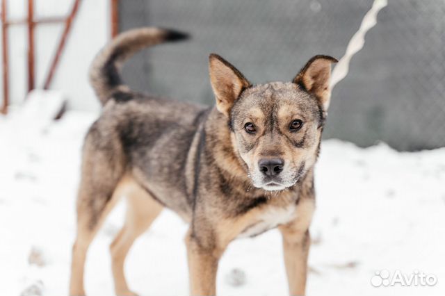 Собака ищет дом