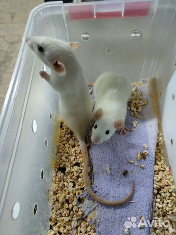 Декоративные крысы
