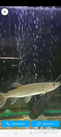 Африканская щука