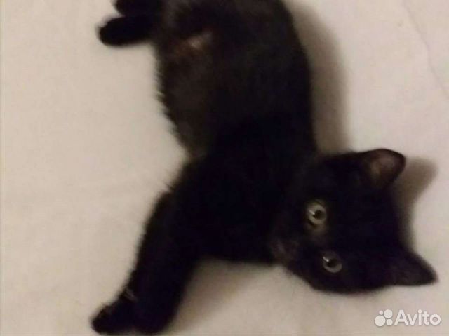 Котята Лея и Вега, 2 месяца. Привезём