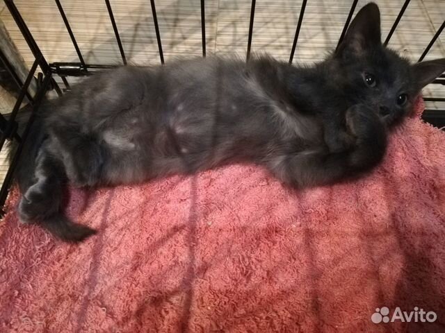 Котёнок метис русской голубой