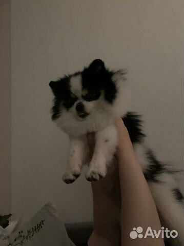 Немецкий шпиц вязка