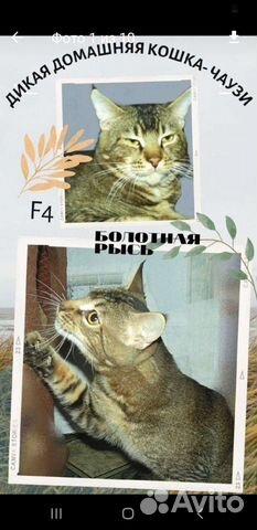Кот Чаузи огромный приглашает на вязку кошечек