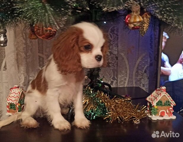 Супер девочка Кавалер Кинг чарльз спаниель