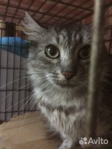 Пушистая кошка