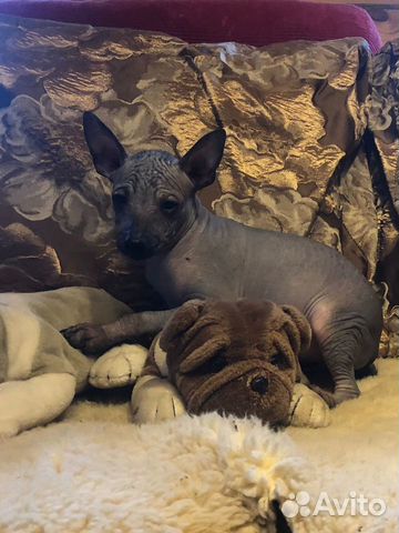 Ксолоитцкуинтли. Любимый мальчик