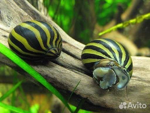 Улитки Неретина Зебра