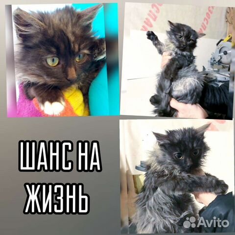 Котята выживают на предприятии